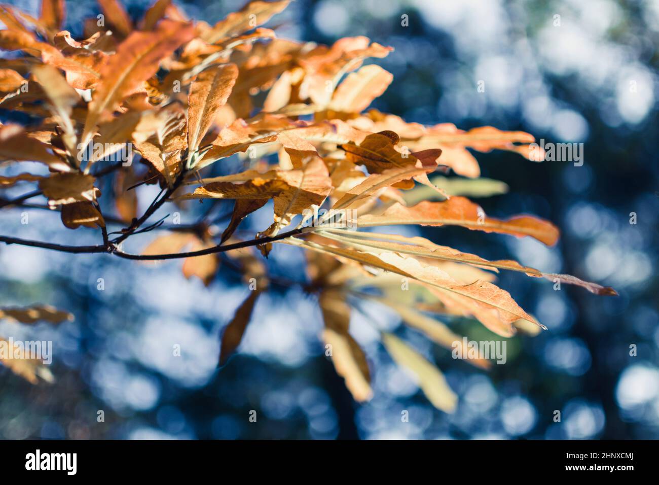 Autumn oak tree branch and leaves with cold blue background. Beauty in ...