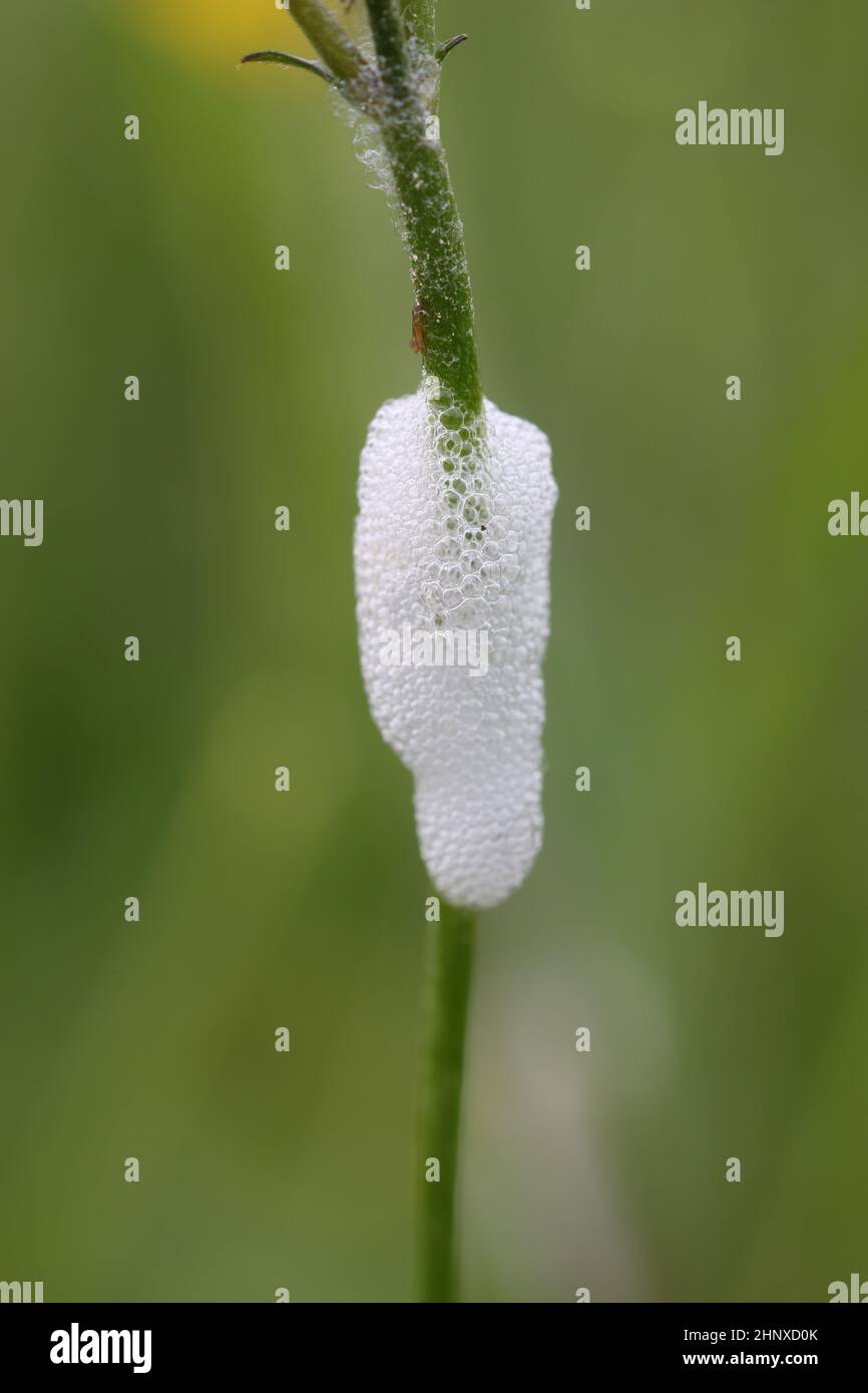 Cuckoo spit on a plant stem produced by an unknown species of ...