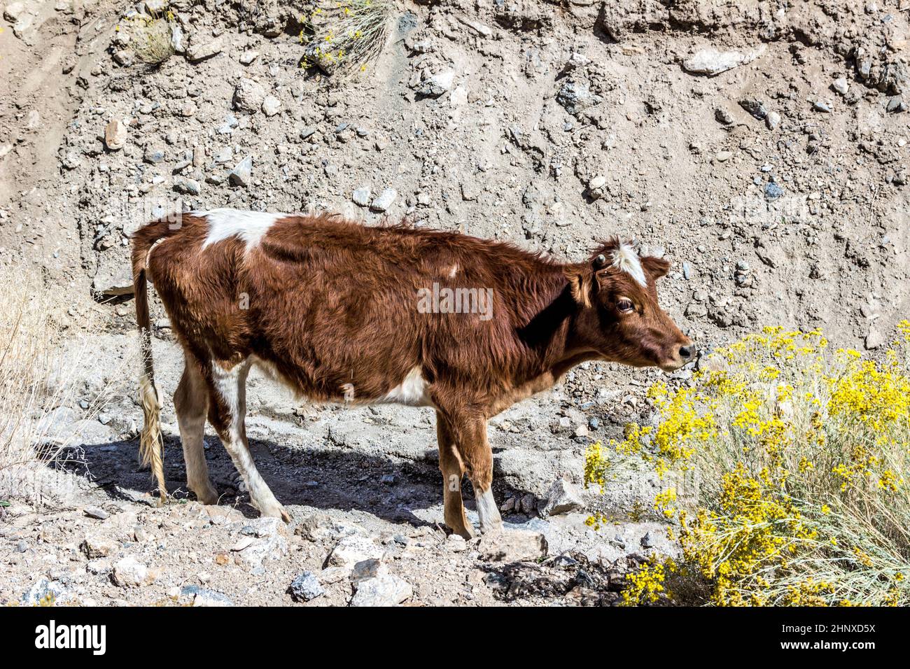 Cattle in ladakh hi-res stock photography and images - Alamy