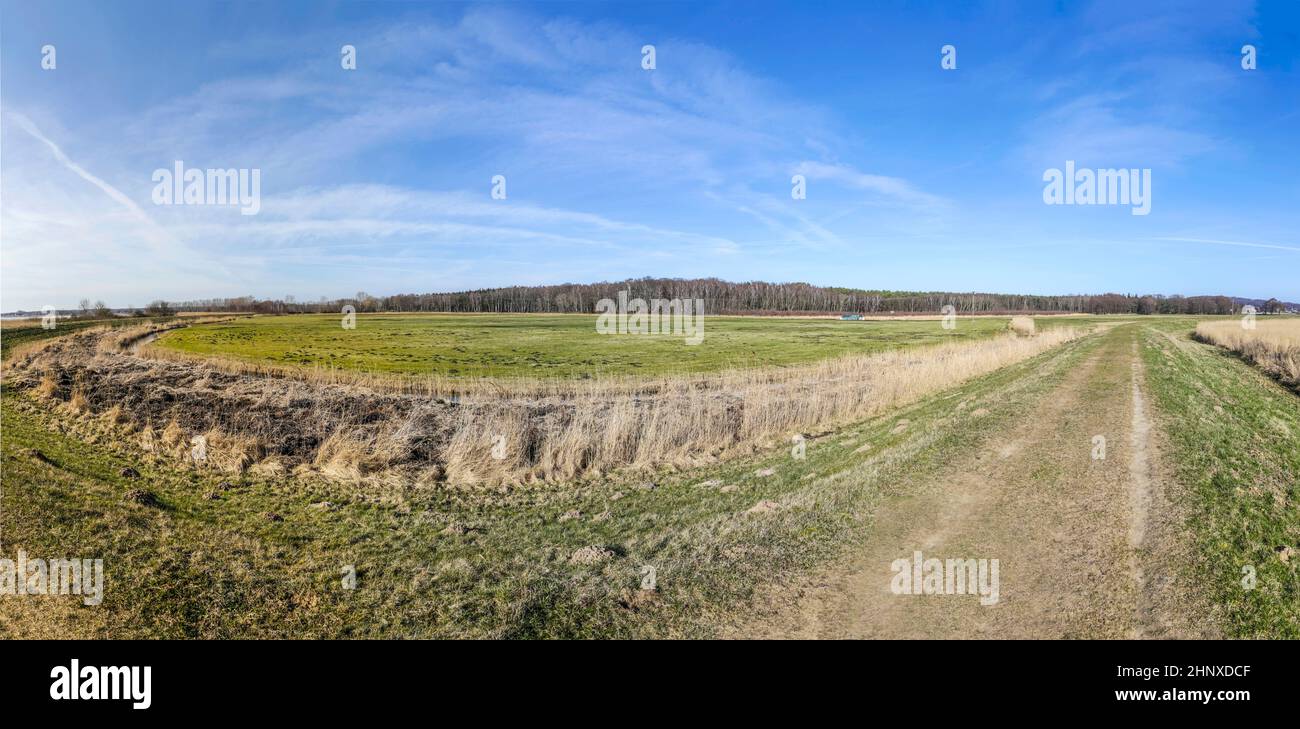 scenic swamp land with trees in Usedom, Germany Stock Photo - Alamy
