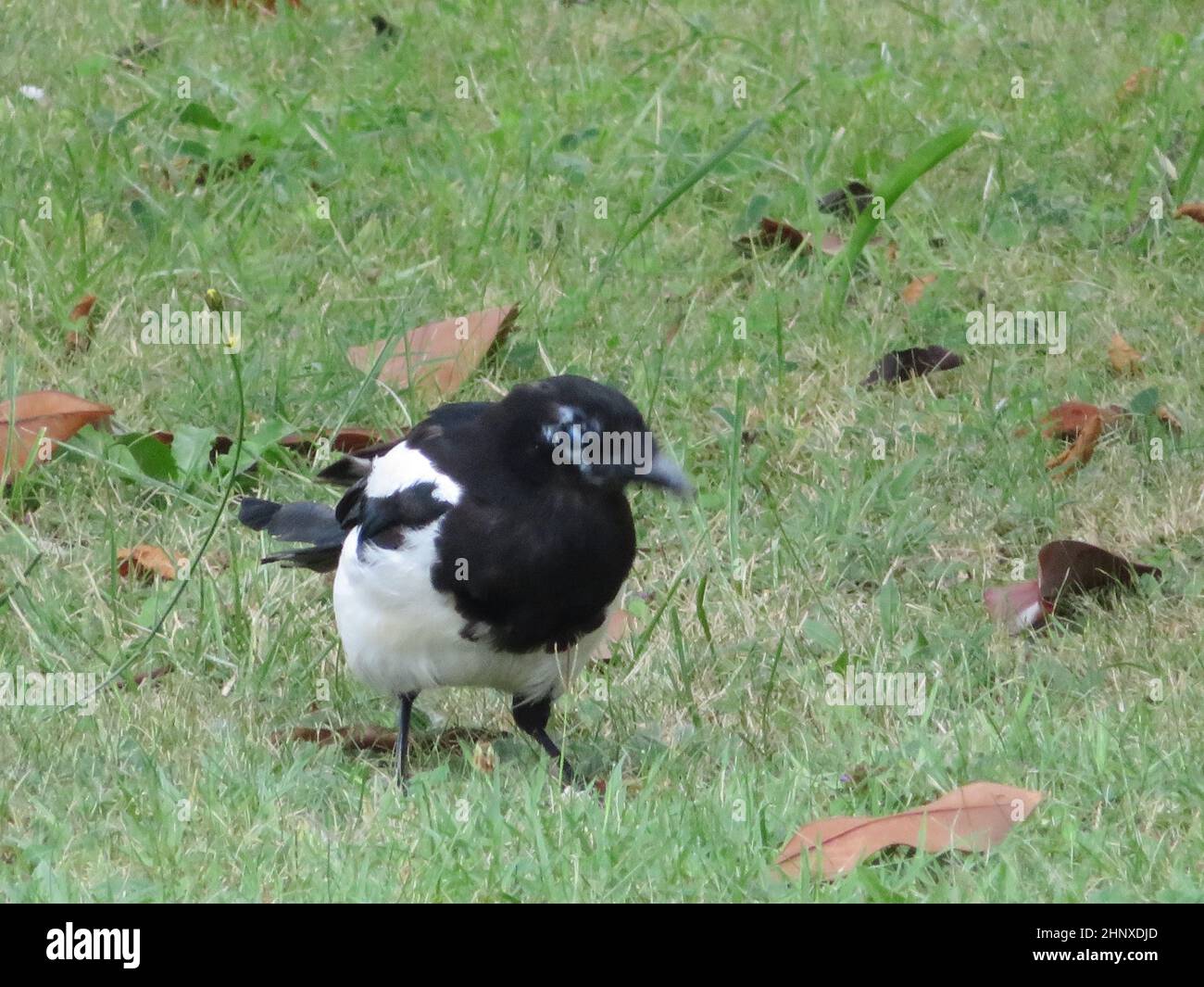 beautiful white magpie and black wary dodge bird Stock Photo - Alamy