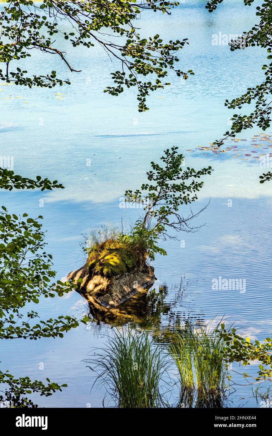 trees grow in the lake of Ilay in the french Jura region Stock Photo ...