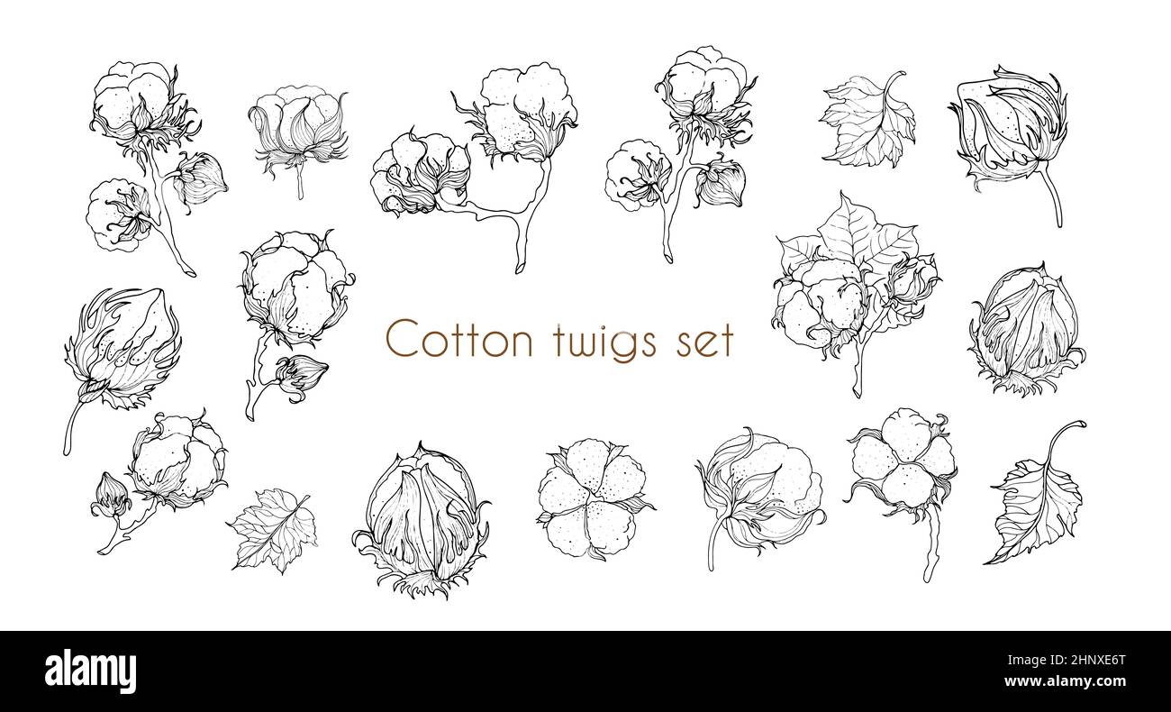 Cotton flower. A set of elements for design. Monochrome hand drawing ...