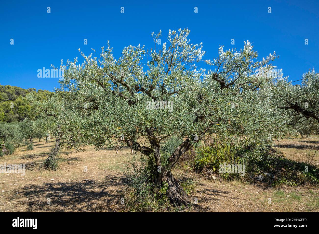Olives nyons hi-res stock photography and images - Alamy
