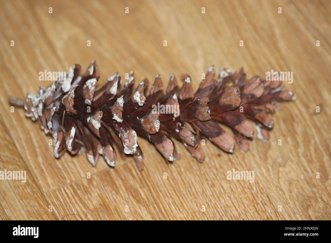 Close-Up of pine cone on wooden floor background. Pine (conifer) cone ...