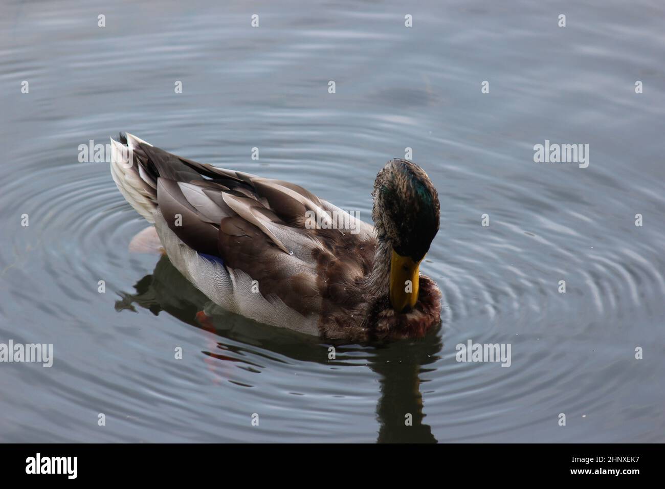 Graceful mallard duck swimming in deep water with ripples. A single ...