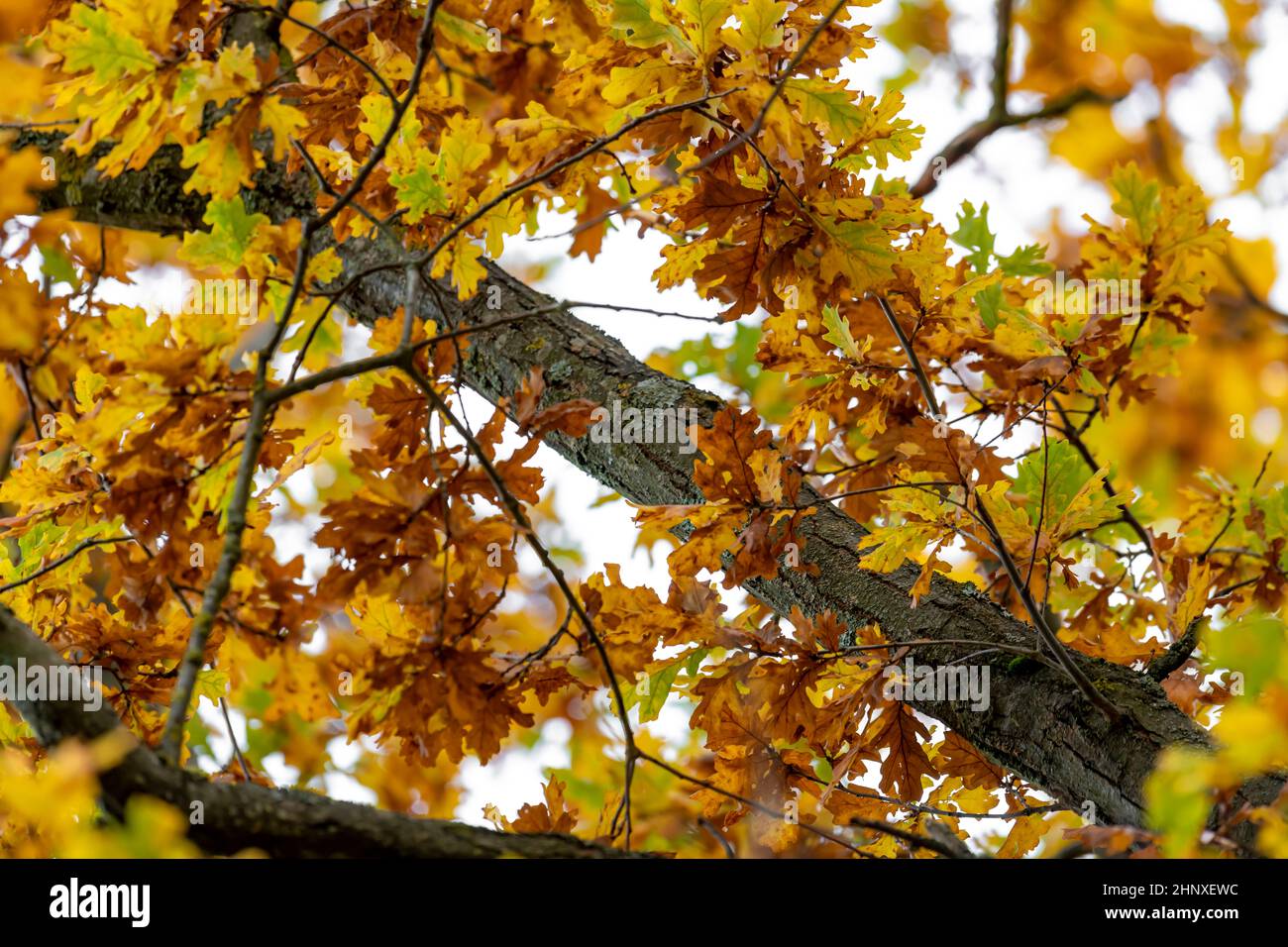 Bottom view of yellow autumn leaves and branches of an old oak tree as ...