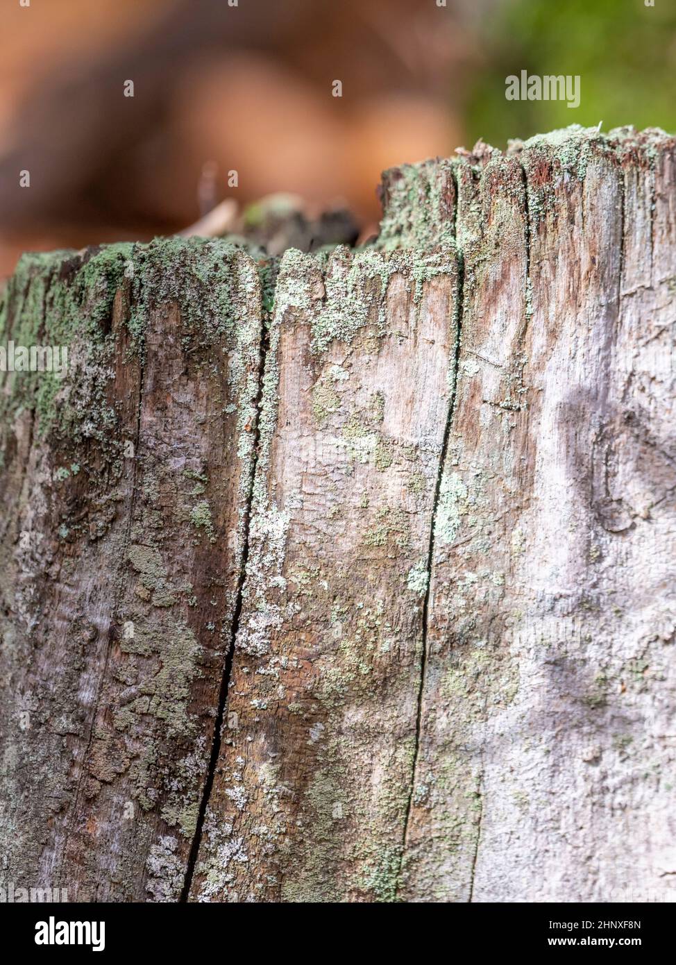 Smooth rotten tree stump with lichen and copy space as a background ...