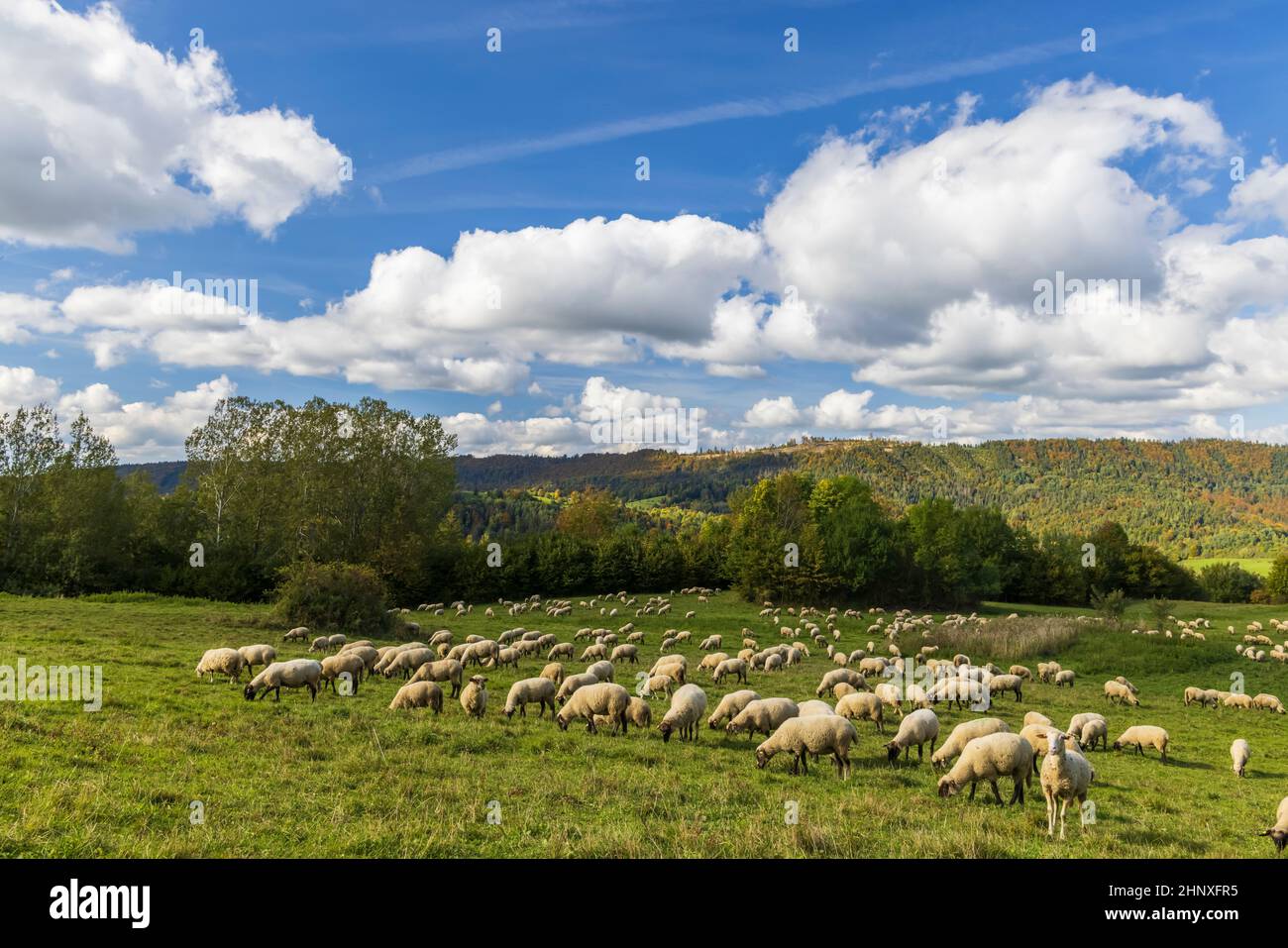 Sheep herd near Terchova, Mala Fatra, Slovakia Stock Photo - Alamy