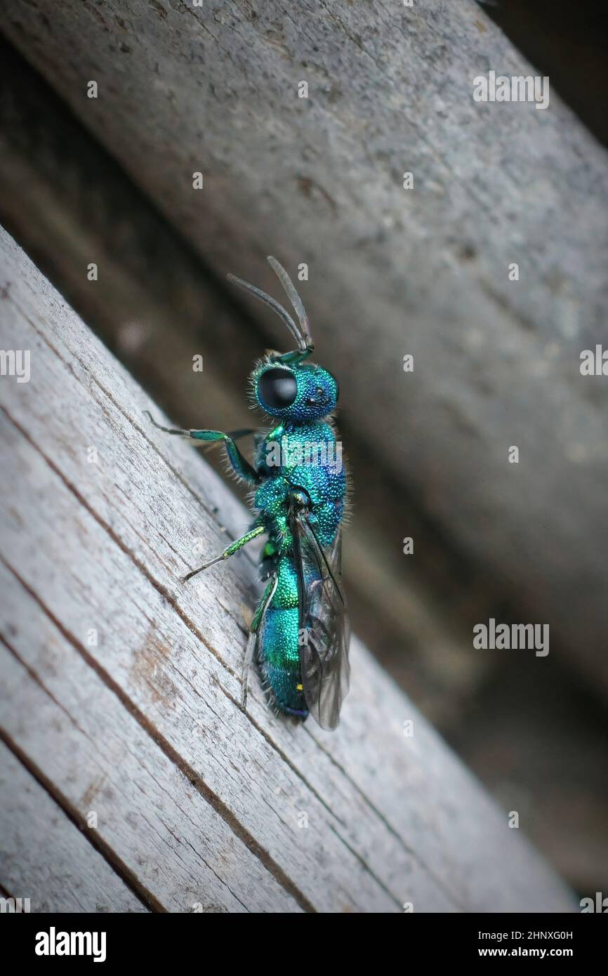 Vertical closeup on a colorful metallic blue-green parasite jewel wasp ...