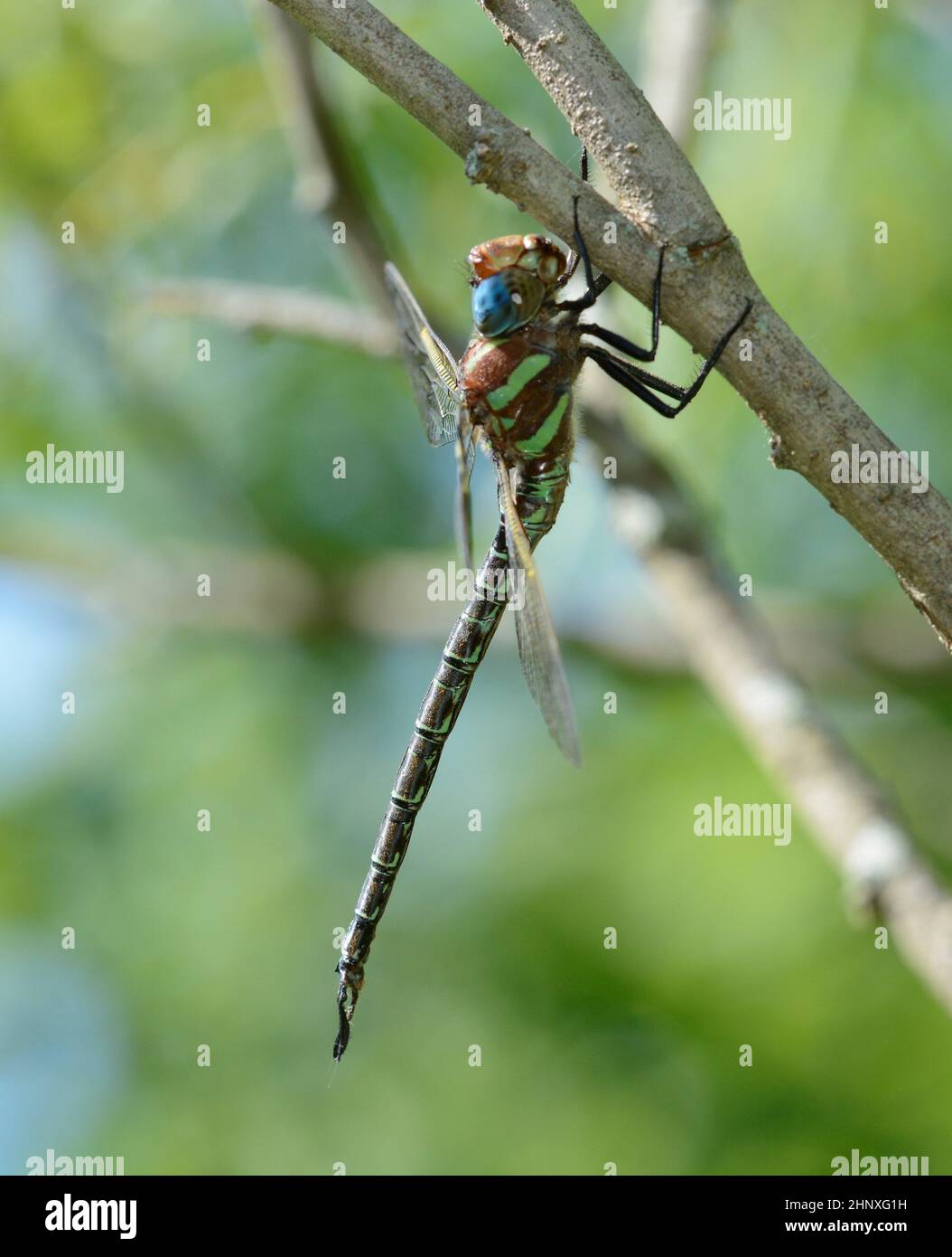 Biggest dragonflies hi-res stock photography and images - Alamy