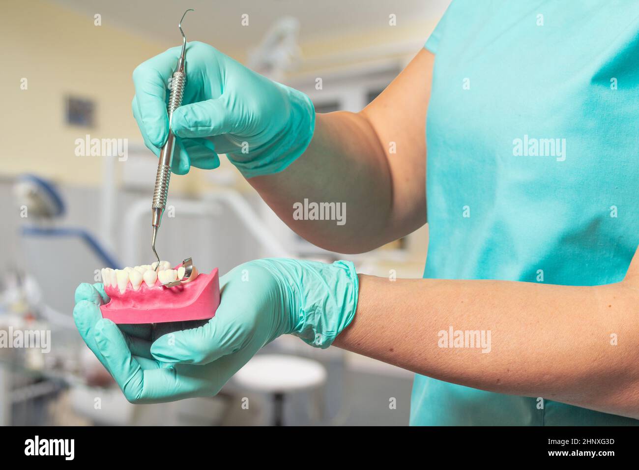 Dentist's hands with layout of the human jaw and probe Stock Photo - Alamy