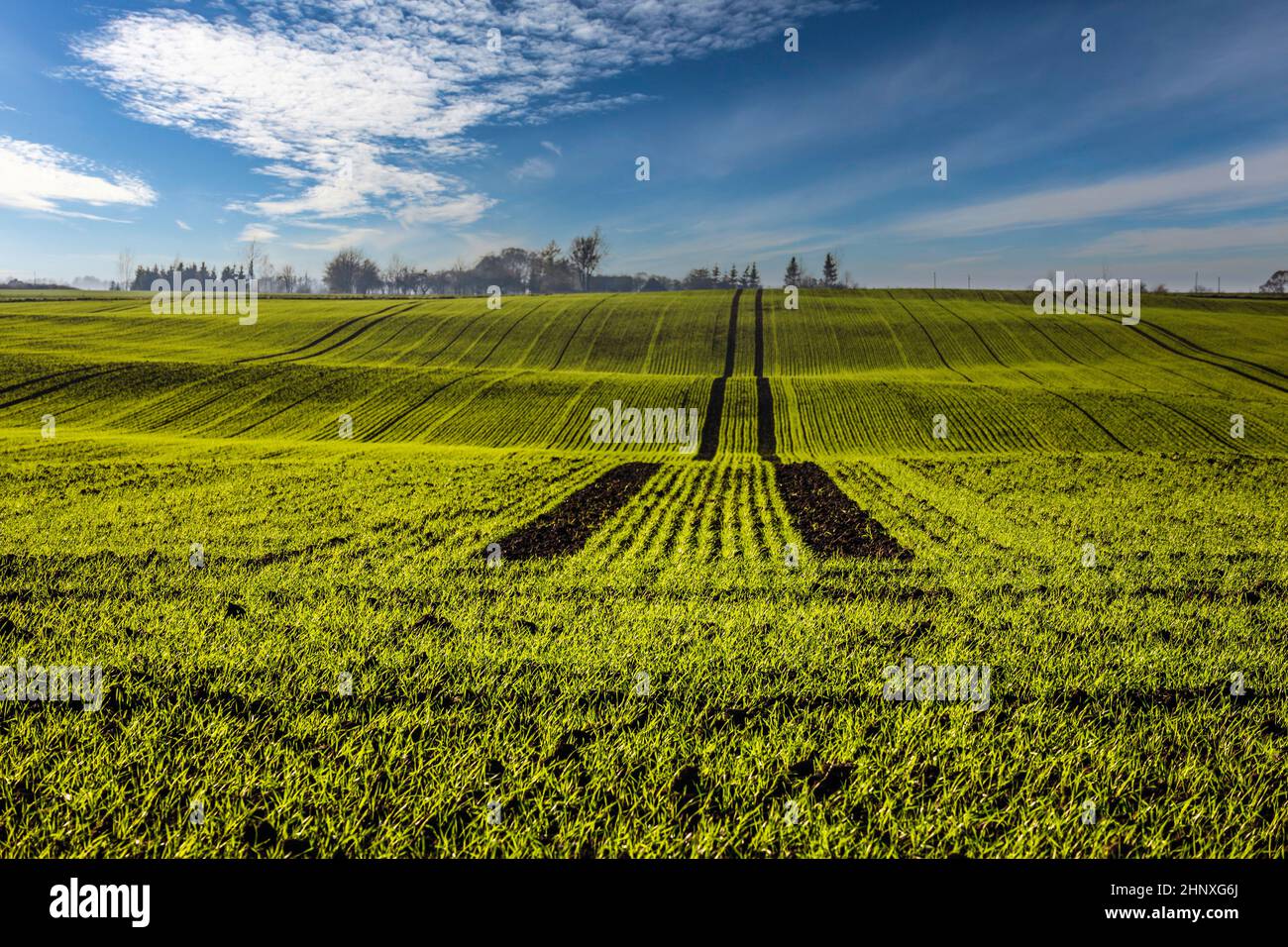Planted rows herb farm hi-res stock photography and images - Alamy