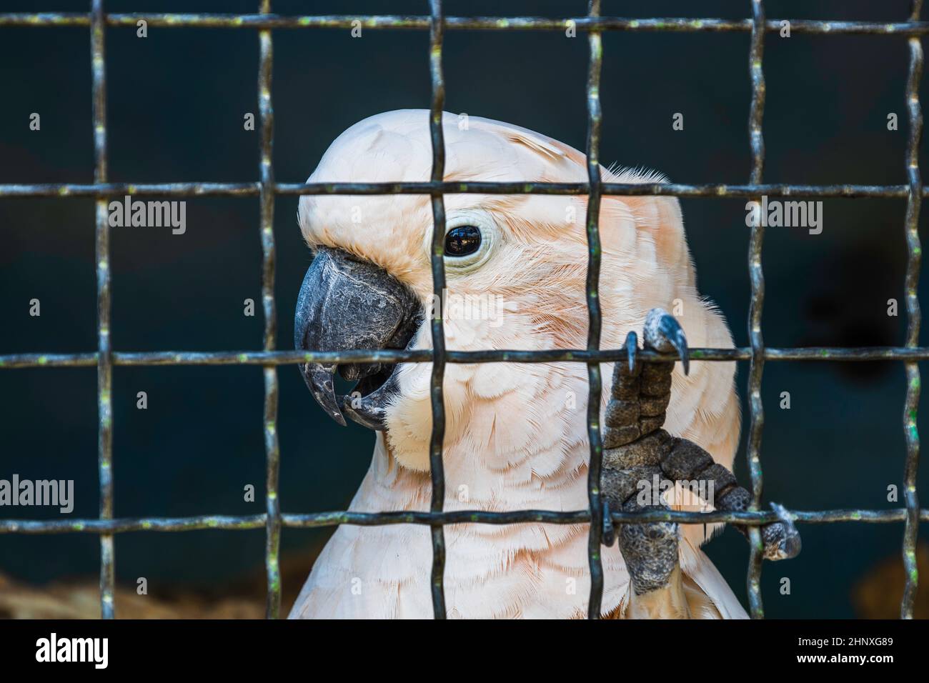 Wildlife behind net hi-res stock photography and images - Alamy