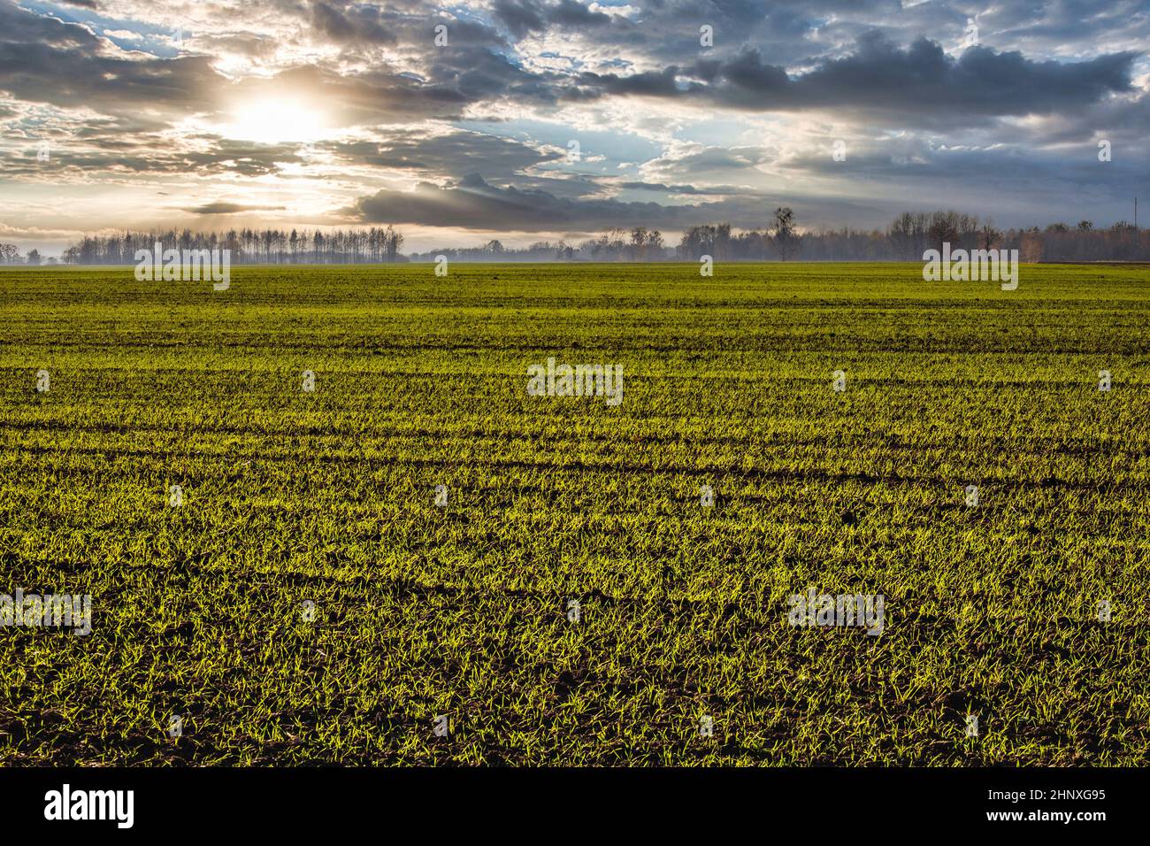 lines of young corn shoot on a big field with beautiful sky Stock Photo ...