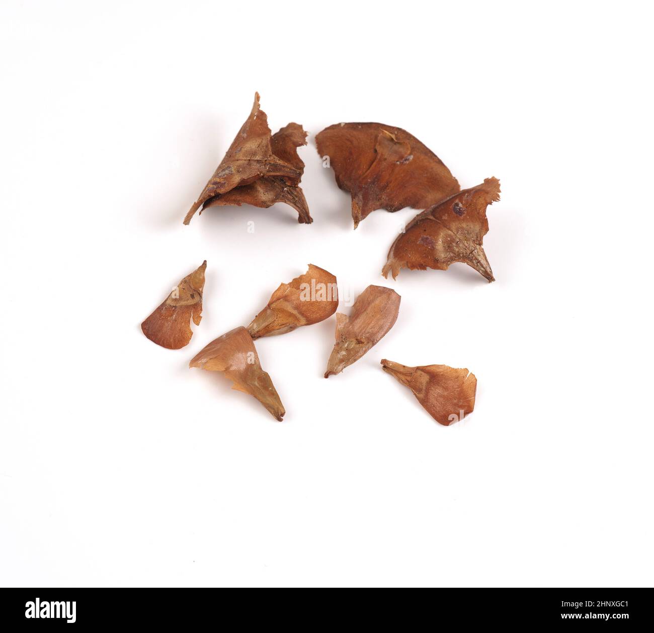 Seeds of a Nordmann fir on a white studio background, Christmas tree ...