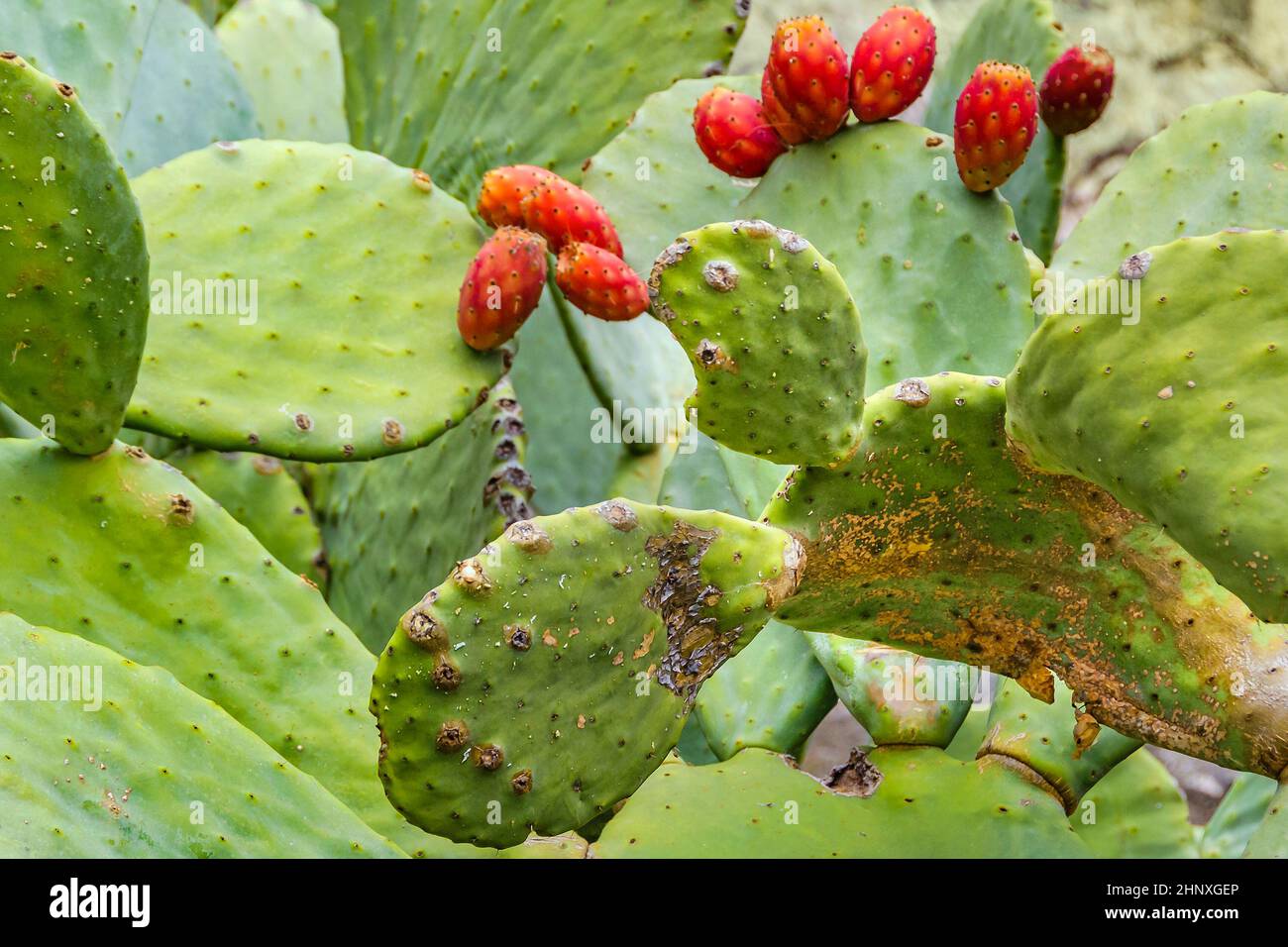 Tuna fruits hi-res stock photography and images - Alamy
