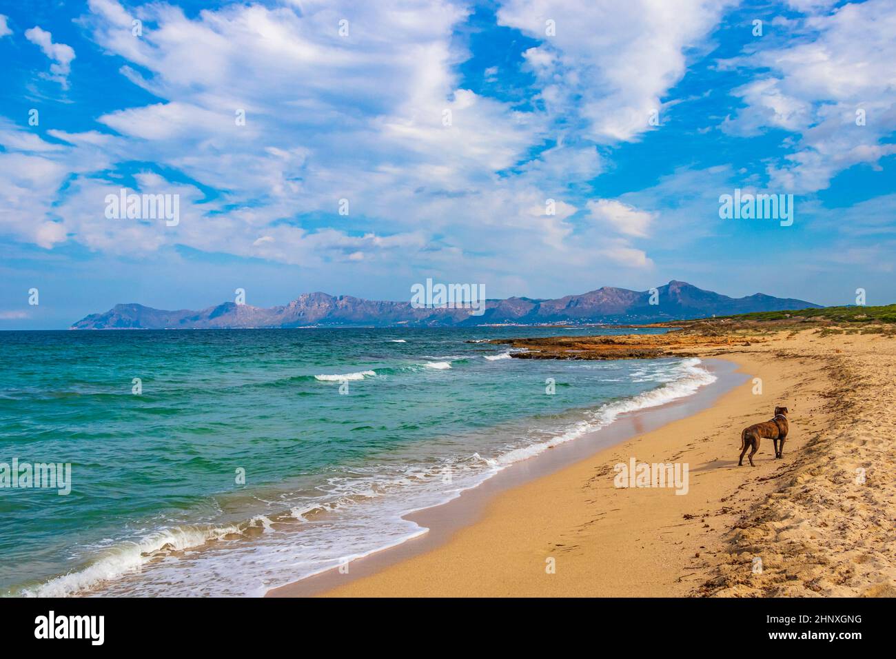 Mallorca beach dog hi-res stock photography and images - Alamy