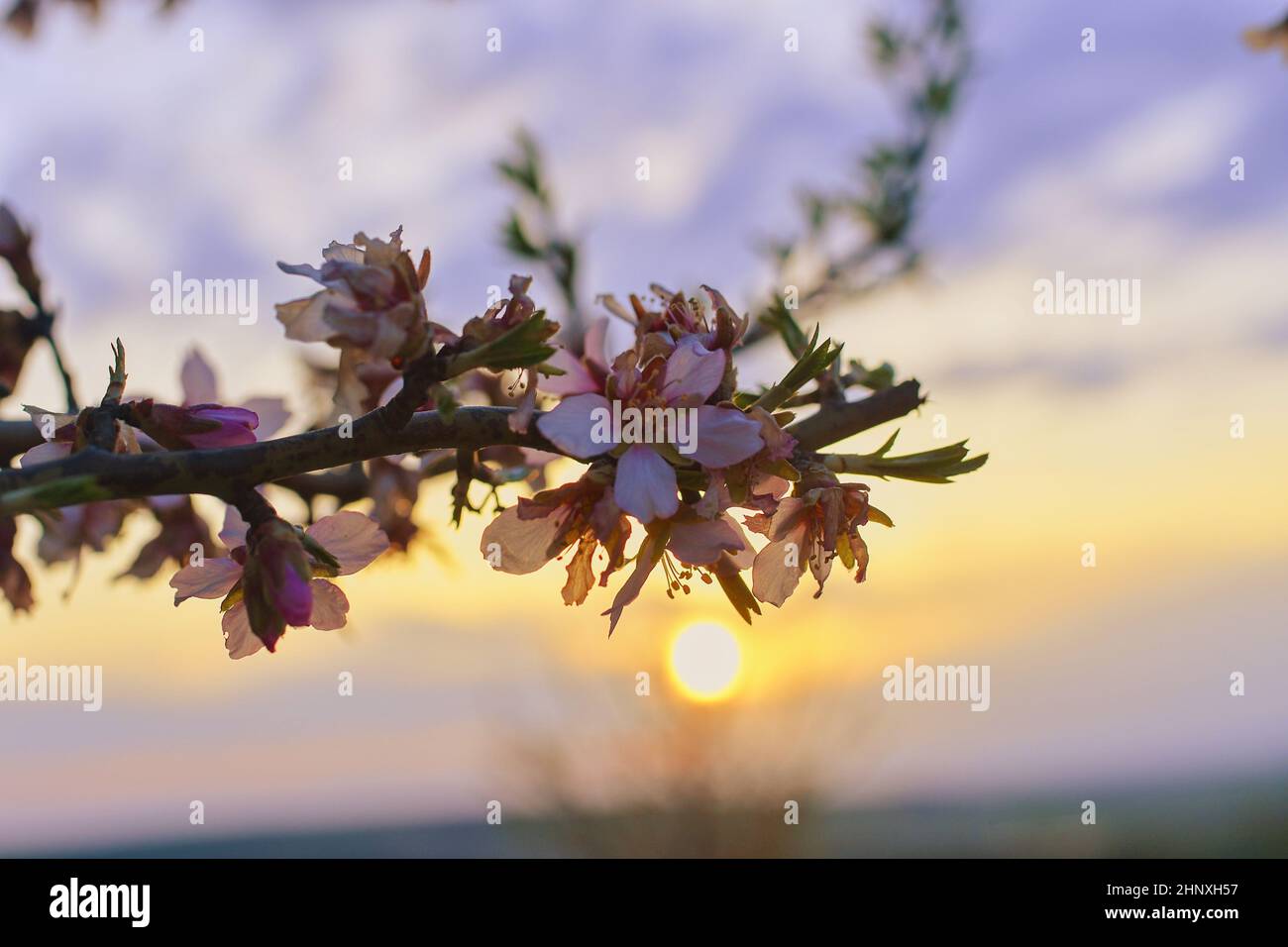 Almond flower - Latin name - Prunus dulcis -syn. Prunus amygdalus ...