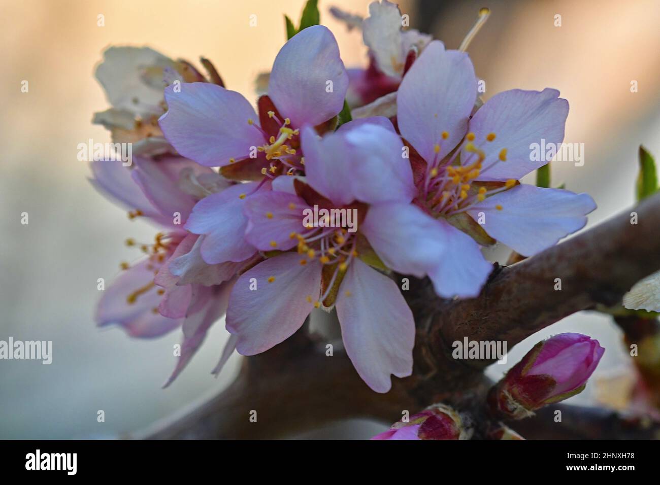 Almond blossoms against blue sky, shallow DOF. Latin name - Prunus ...