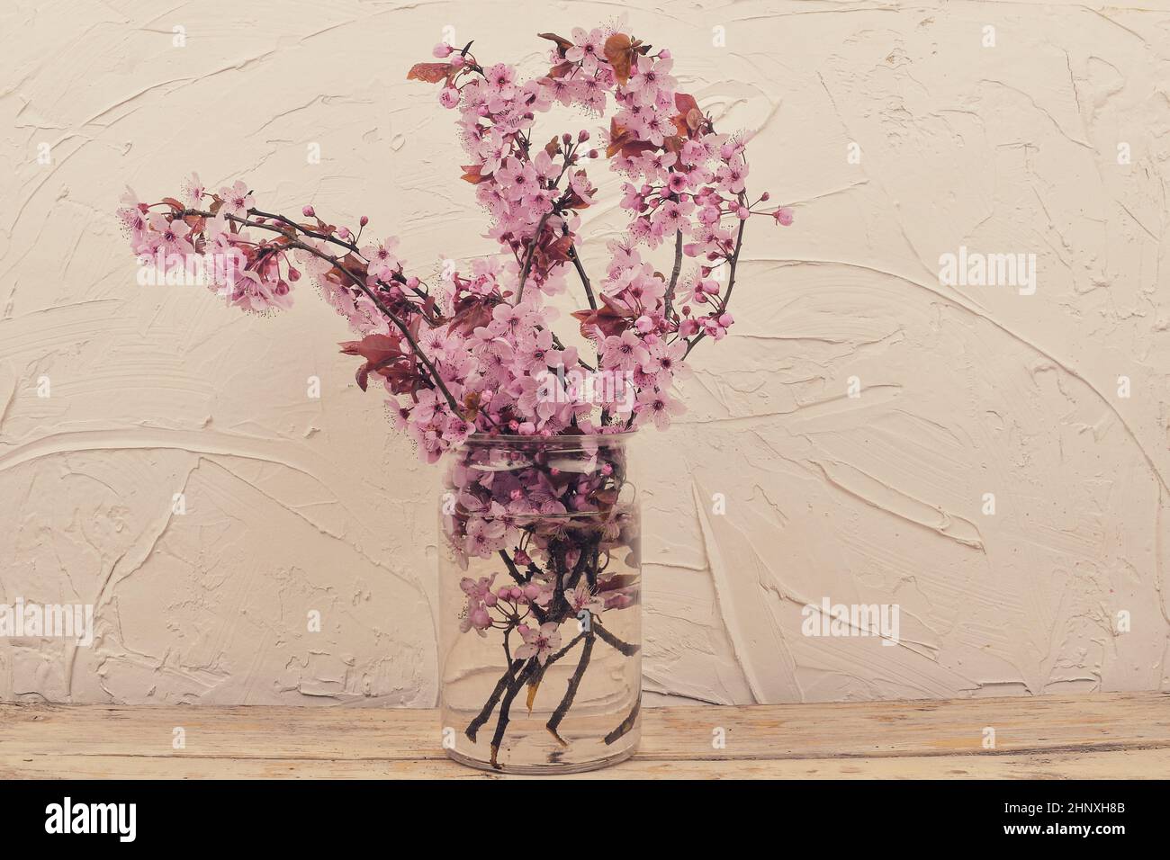 Cherry blossom in vase, beautiful pink flowers. Prunus serrulata or ...