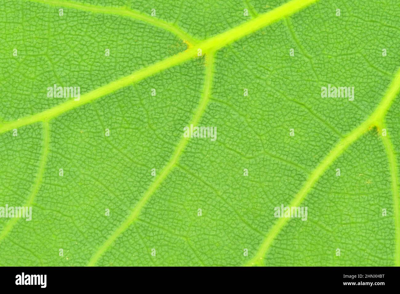 Abstract green leaf texture for background. Back side of leaf. Macro ...