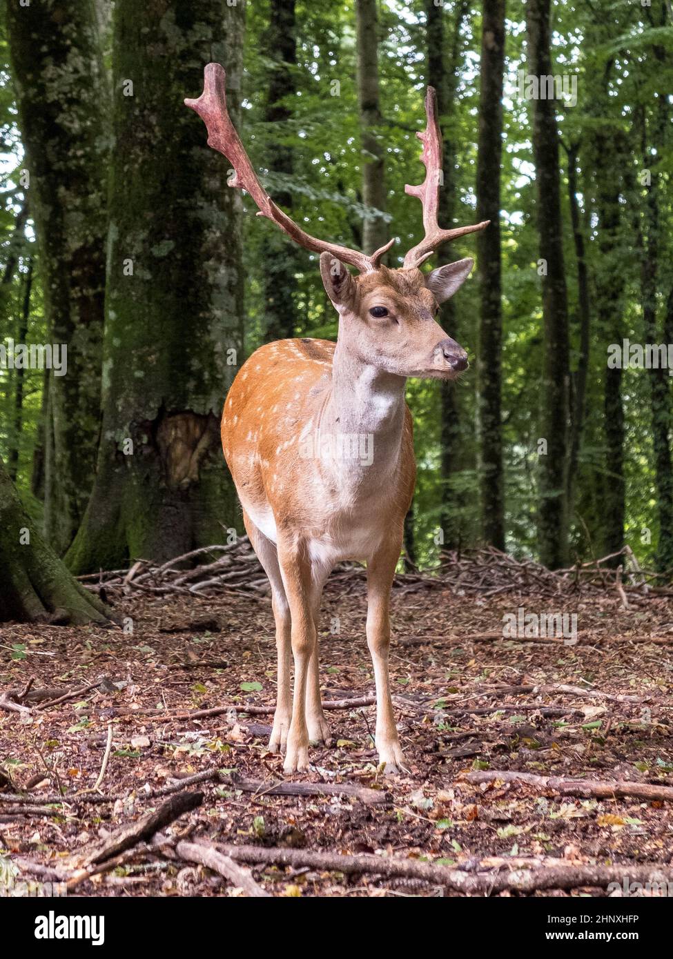 adult example of male fallow deer (dama dama) in European forest Stock ...