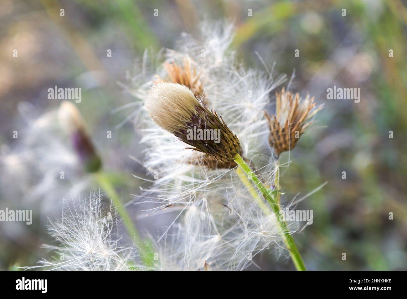 Fuzzy flower heads hi-res stock photography and images - Alamy