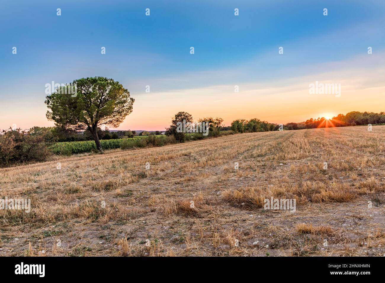 sunset in the provence with field and typical trees near Aix en ...