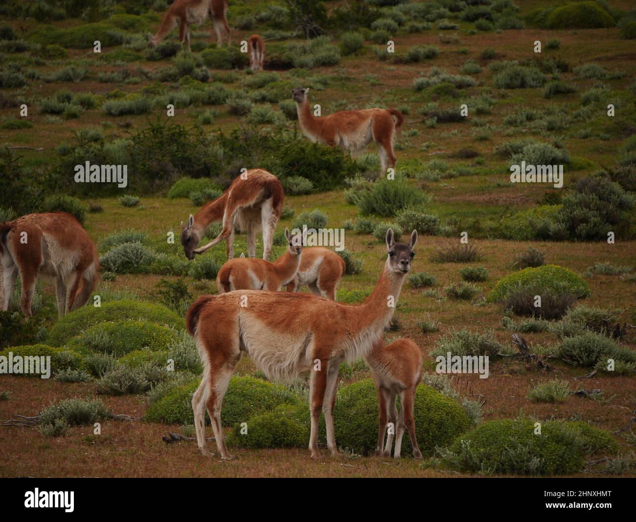Baby guanacos hi-res stock photography and images - Alamy