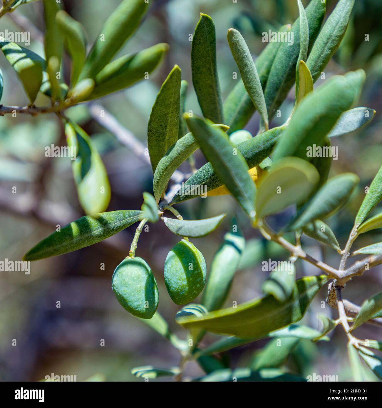 detail of olive tree with Olive in the provence, France Stock Photo - Alamy