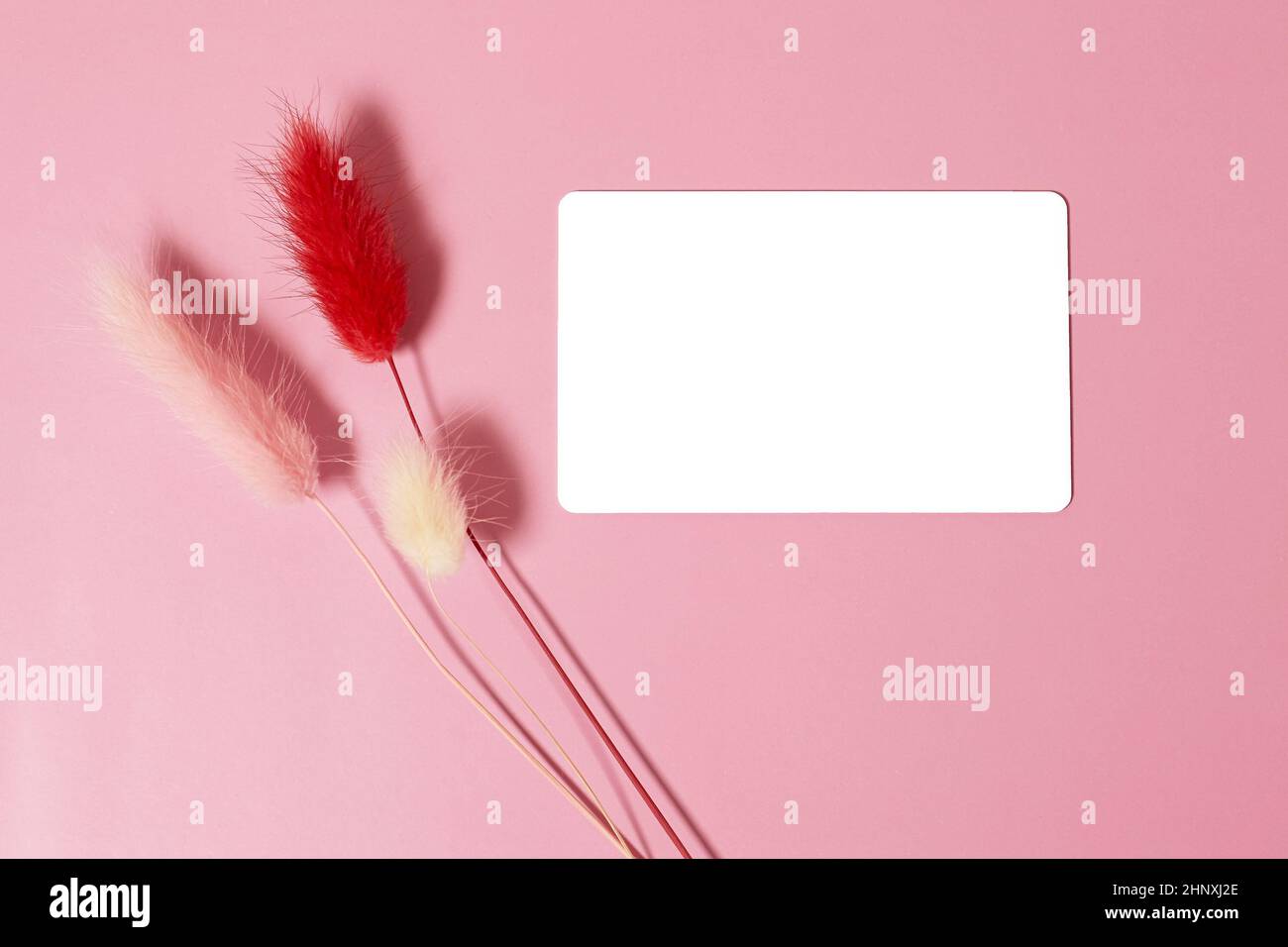 A bouquet of colorful dried lagurus flowers on a pink background Stock ...