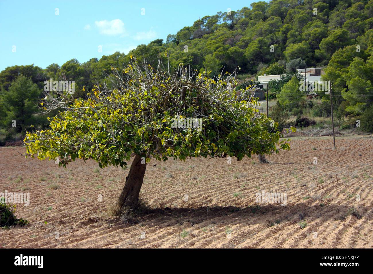 Barren fig tree hi-res stock photography and images - Alamy