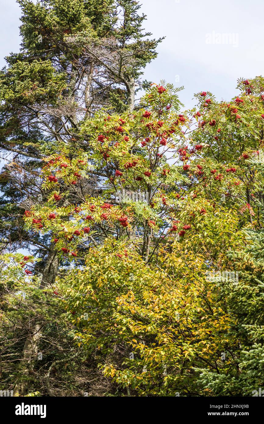 trees at white Mountains national forest in Indian summer colors , New ...