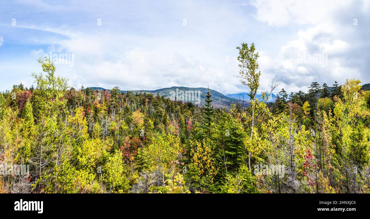 trees at white Mountains national forest in Indian summer colors , New ...