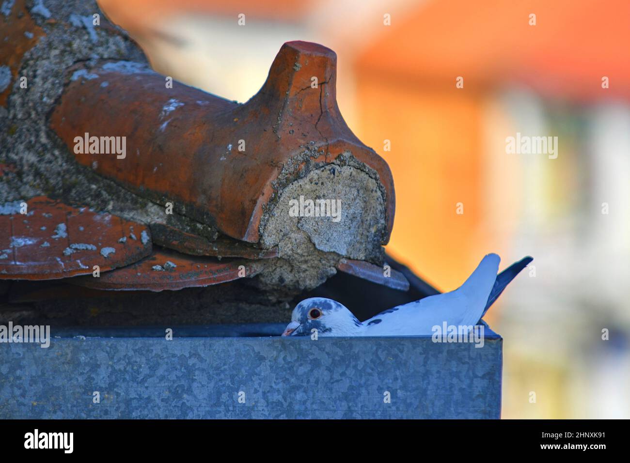 Dove sitting on her nest. Urban pigeon sitting in gutter Stock Photo ...