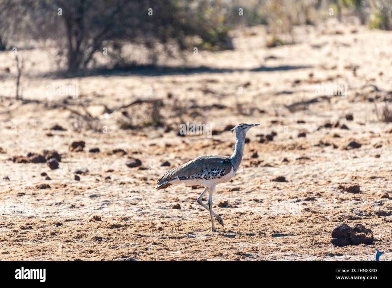 The Kori Bustard -Ardeotis kori- is considered to be the largest flying ...
