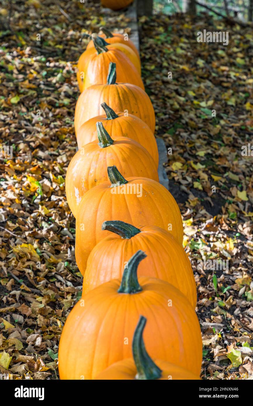 Big pumkins hi-res stock photography and images - Alamy