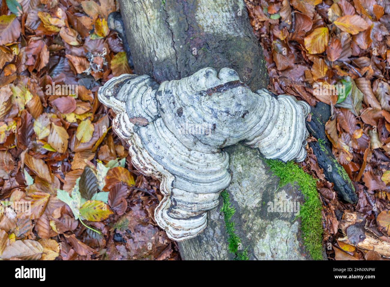 tinder fungus at a deciduous tree in the Alsace Stock Photo - Alamy