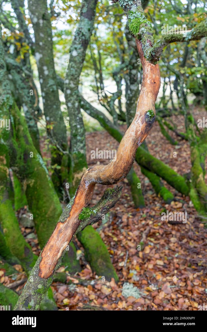 detail of scenic old alder forest at Stosswihr, Alsace Stock Photo - Alamy