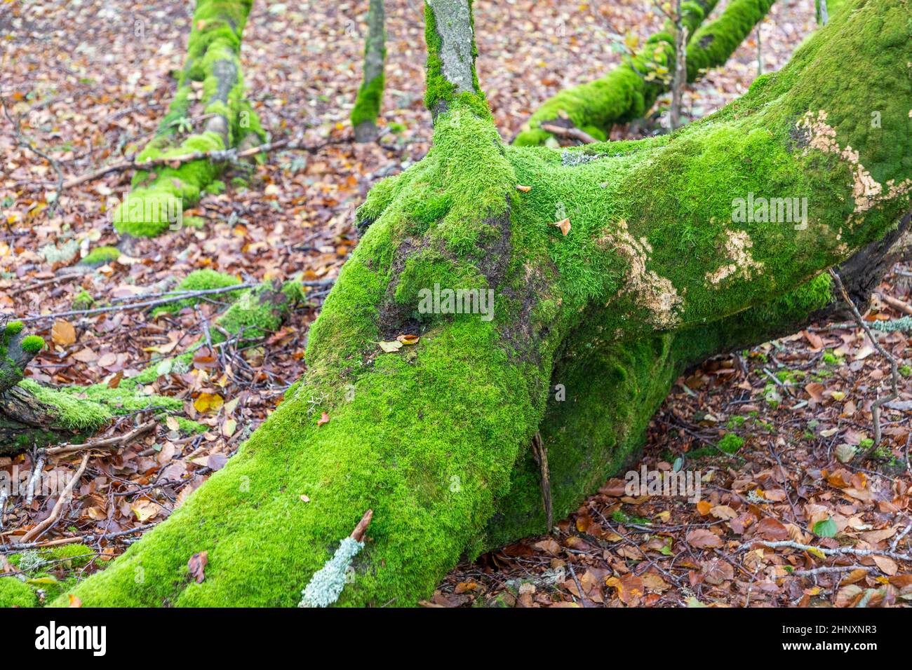 detail of scenic old alder forest at Stosswihr, Alsace Stock Photo - Alamy