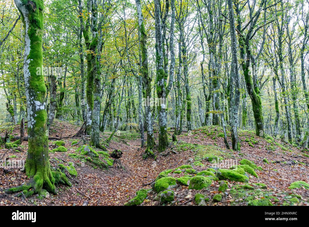 scenic old alder forest at Stosswihr, Alsace Stock Photo - Alamy