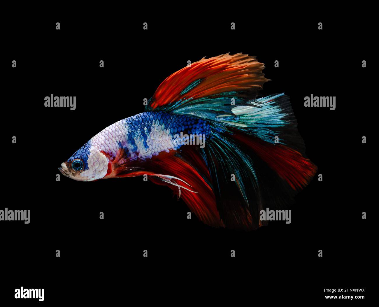 Siamese fighting fish or Betta splendens fish, popular aquarium fish in ...