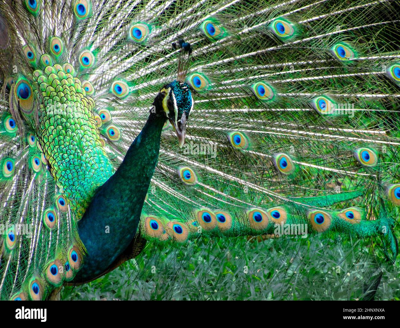 The head and plumage of a peacock, KL Bird Park, copy space Stock Photo ...