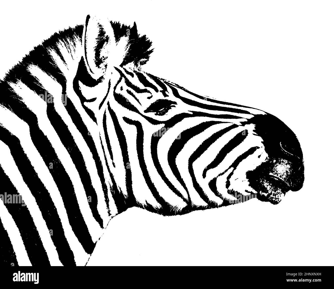 Animal boss Black and White Stock Photos & Images - Alamy