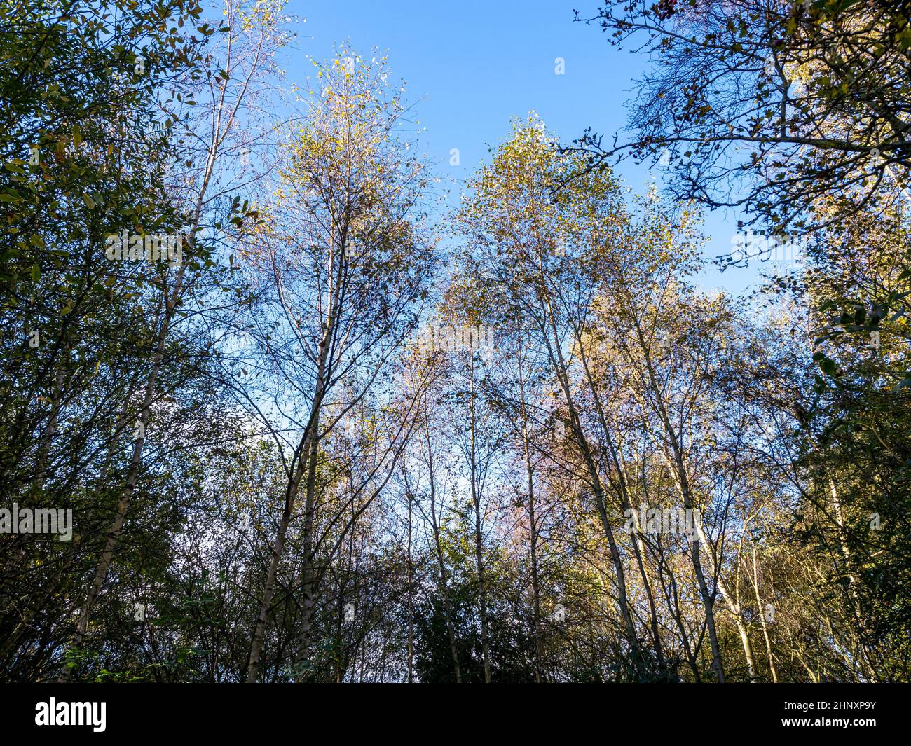 Looking up at tall silver birch trees in a wood in autumn to a clear ...