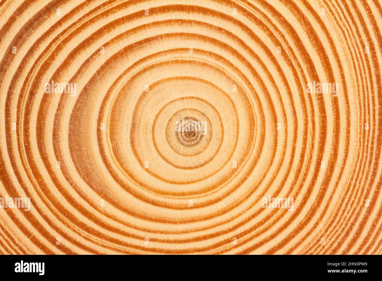 perspective side view closeup of brown slice of freshly cut wood ...