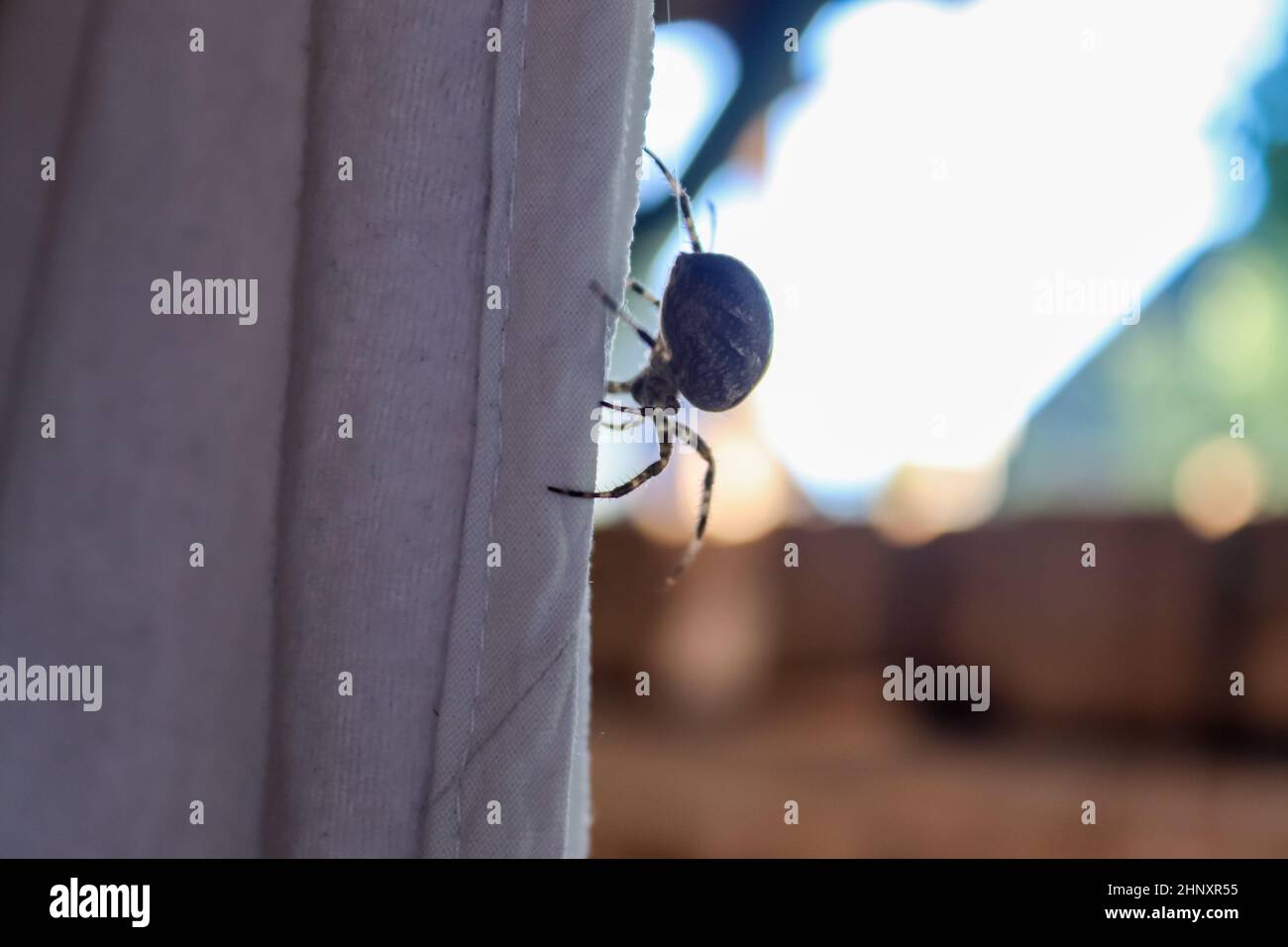 Selective focus of a big spider walking on the clothes at a clothesline ...