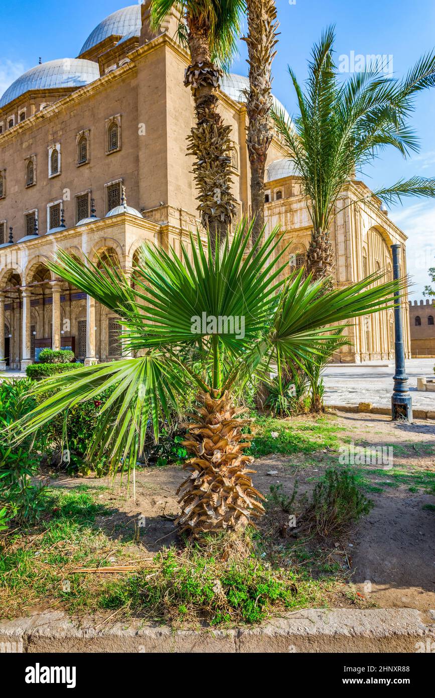 Palm trees near mosque in Cairo Citadel, Egypt Stock Photo - Alamy
