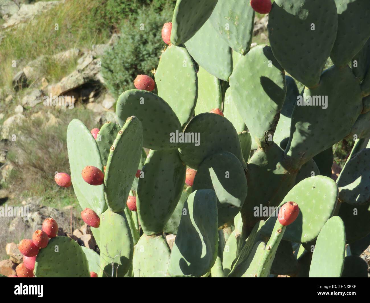 dangerous plant cactus protection figs prickly pears fruit thorns pain ...